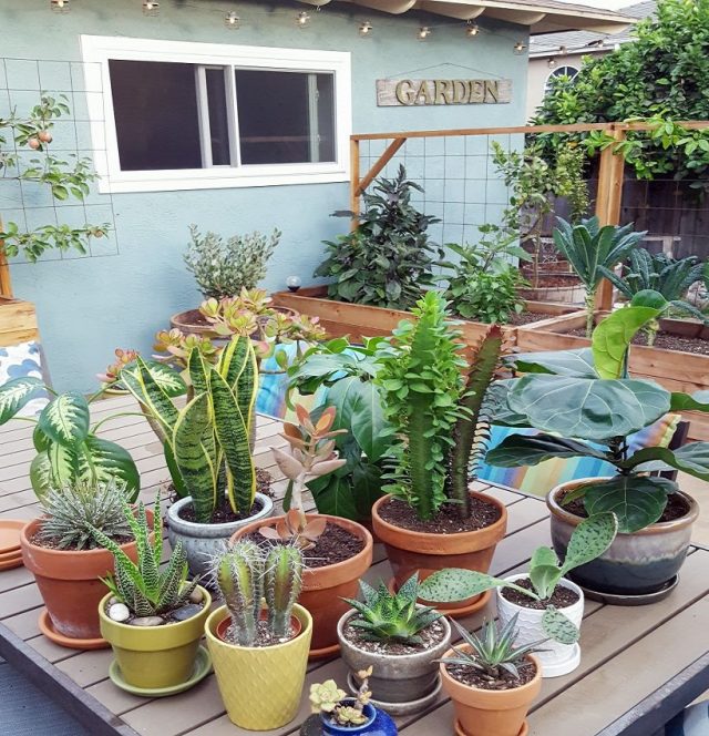 Plant Care 101 Fruit And Food